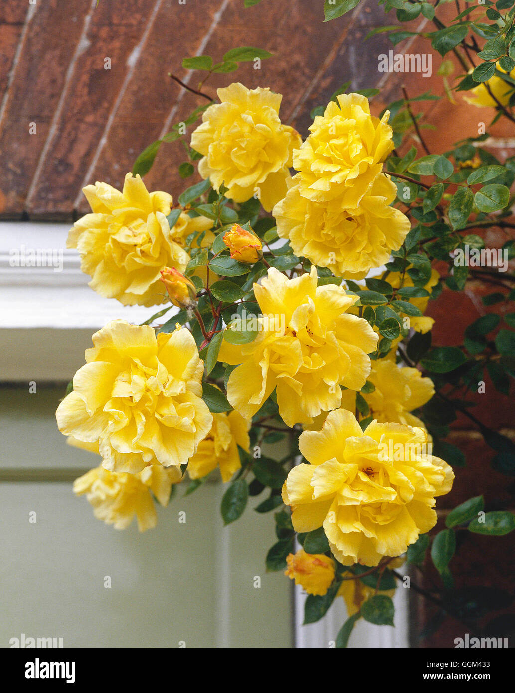 Rosa - `Golden Showers' AGM (Climber) RCL006177 Stock Photo - Alamy